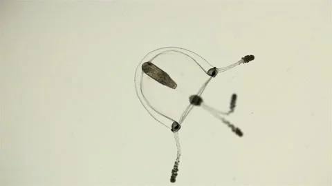Corynidae family jellyfish under a micro... | Stock Video | Pond5