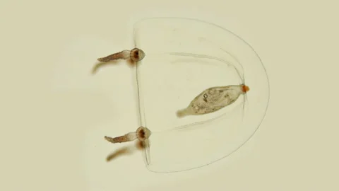 Corynidae family jellyfish under a micro... | Stock Video | Pond5