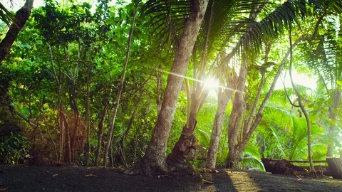 Costa Rica Palm Trees Jungle Beach Sunri... | Stock Video | Pond5