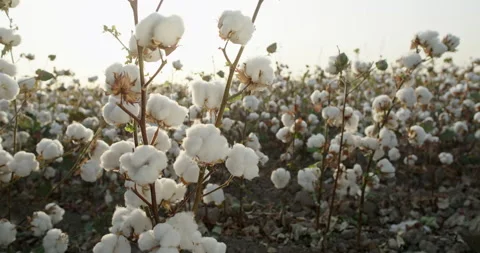 Cotton field, a bush of high-quality cot... | Stock Video | Pond5
