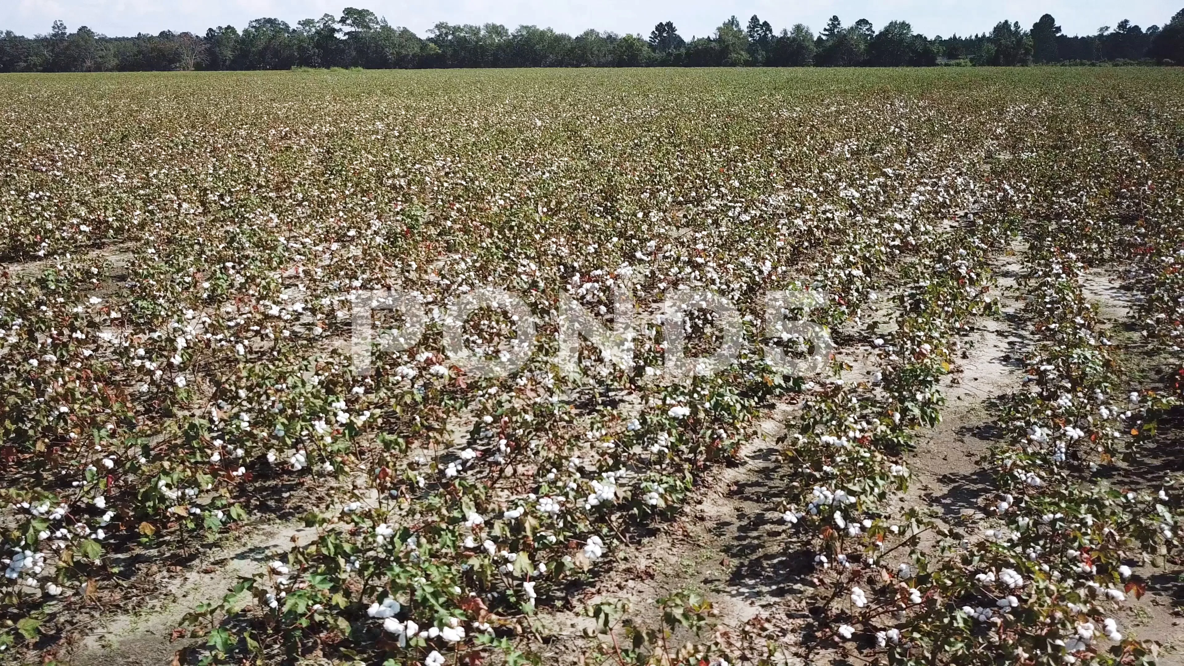 Cotton Fields In The South Supporting Cotton Growers In Central West
