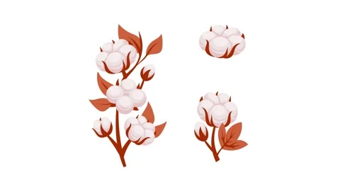 Cotton plant animation on white and gree... | Stock Video | Pond5