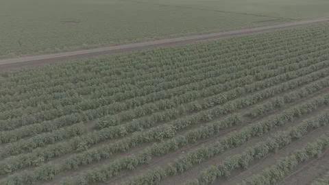 Cotton plants lined in rows in early sta... | Stock Video | Pond5