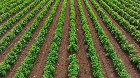 Cotton plants lined in rows in early sta... | Stock Video | Pond5