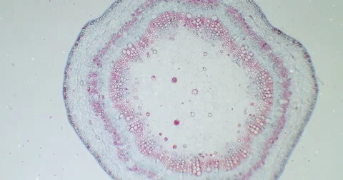 Cotton stem under a microscope with movi... | Stock Video | Pond5