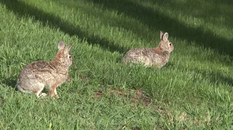 Chasing Rabbit Stock Videos – Royalty-Free HD & 4K Videos | Pond5