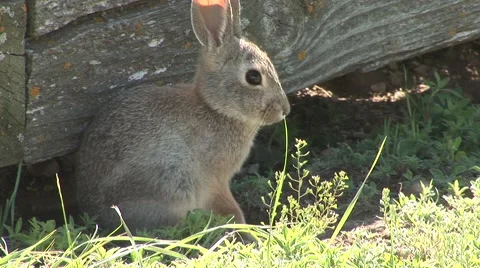 Dakota Trading Stock Videos – Royalty-Free HD & 4K Videos