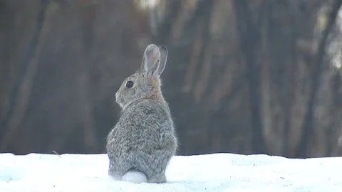 Rabbit Hopping Stock Video Footage | Royalty Free Rabbit Hopping Videos ...