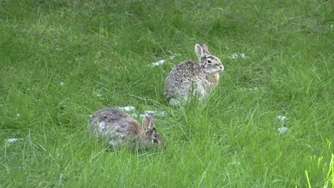 Cottontail Rabbit Stock Videos – Royalty-Free HD & 4K Videos | Pond5