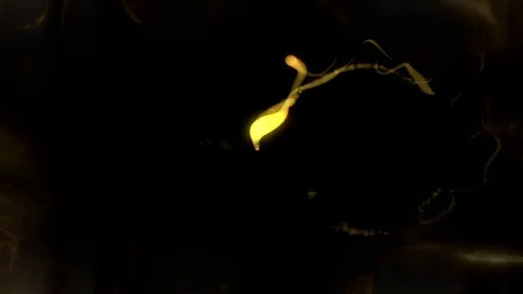 Final Countdown Firework Stock Videos – Royalty-Free HD & 4K Videos