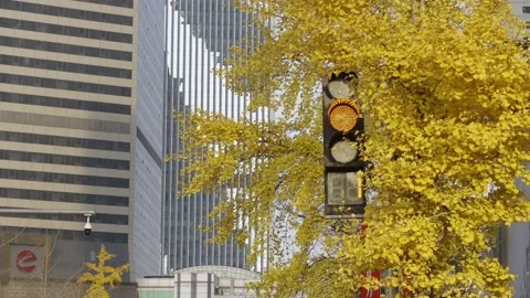 Countdown of colorful traffic lights in ... | Stock Video | Pond5