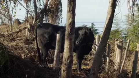 Cow Free Milk Stock Videos – Royalty-Free HD & 4K Videos | Pond5