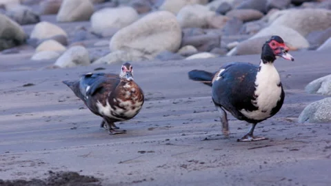 a Couple of animals on a walk in the Wil... | Stock Video | Pond5
