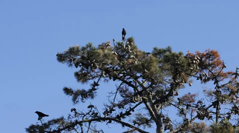 Bird Couple Flying Stock Videos – Royalty-Free HD & 4K Videos