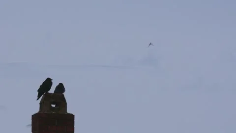 couple of carrion crows sitting together... | Stock Video | Pond5