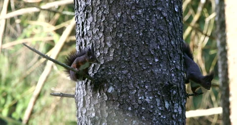 Animals Disappearing Stock Footage ~ Royalty Free Stock Videos | Pond5