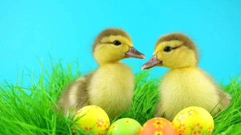 Couple of Easter ducklings with Easter e... | Stock Video | Pond5