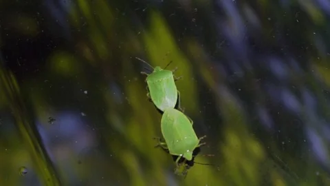 couple of funny green bugs moving dark s... | Stock Video | Pond5