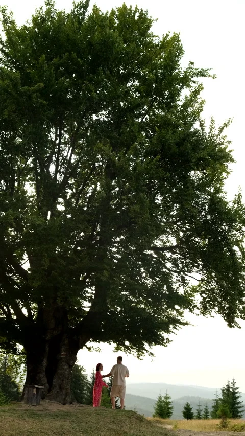 couple hugging kissing under big oak tre... | Stock Video | Pond5