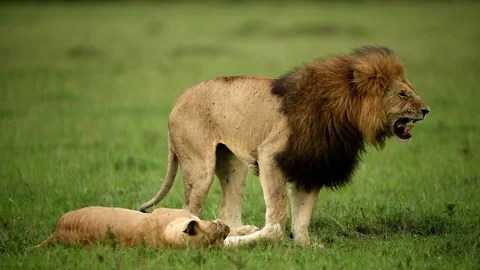 Mating In The Wild Stock Footage ~ Royalty Free Stock Videos | Pond5