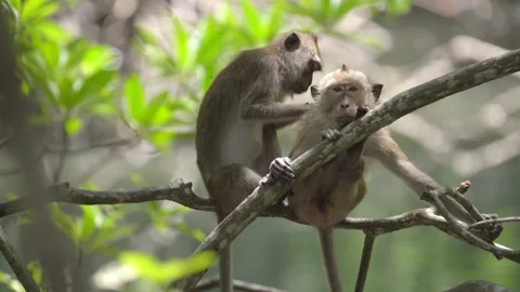 Animals and Humans Mating Stock Videos – Royalty-Free HD & 4K Videos ...