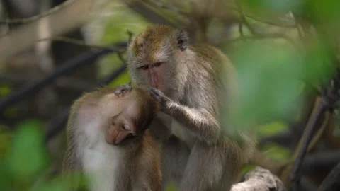 Animals and Humans Mating Stock Videos – Royalty-Free HD & 4K Videos ...