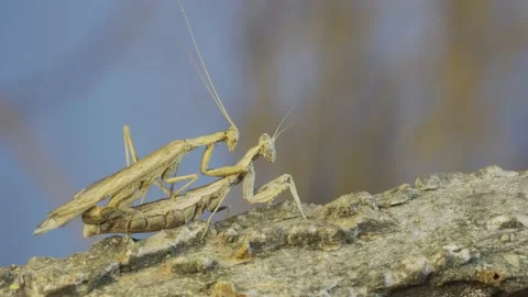 Couple of praying mantis mating on tree ... | Stock Video | Pond5