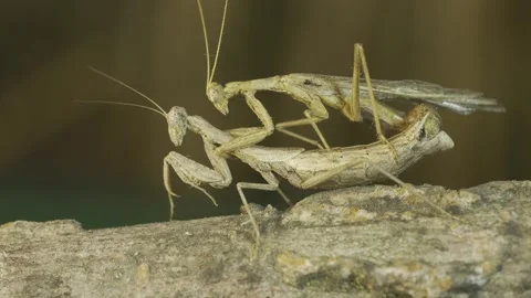 Couple of praying mantis mating on tree ... | Stock Video | Pond5