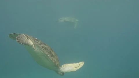 Couple Sea Turtles diving in deep blue o... | Stock Video | Pond5