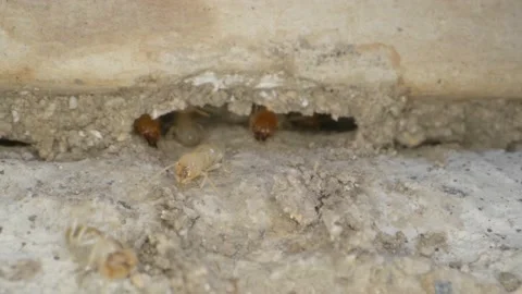 A couple of termites climb a wall and en... | Stock Video | Pond5