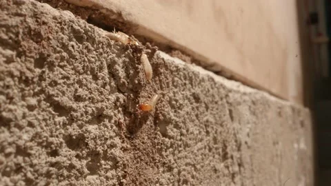 A couple of termites climbing to a term... | Stock Video | Pond5