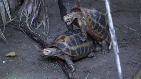 Old Couples Making Love Stock Videos – Royalty-Free HD & 4K Videos