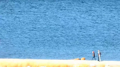 Zen Dog Walking Stock Videos – Royalty-Free HD & 4K Videos