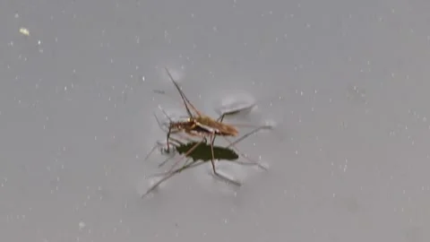 Couple of water striders on pond surface... | Stock Video | Pond5