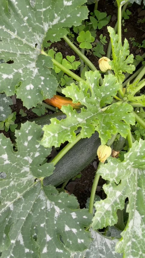 Courgette Plant Stock Footage ~ Royalty Free Stock Videos | Pond5