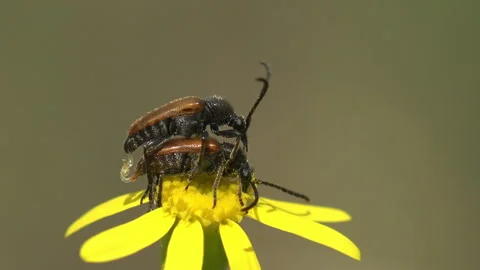 Mating Insects Stock Video Footage | Royalty Free Mating Insects Videos ...