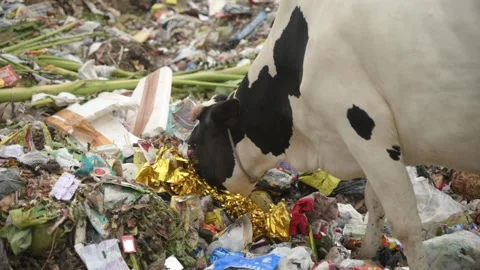 Animals Eating Garbage Stock Video Footage | Royalty Free Animals ...