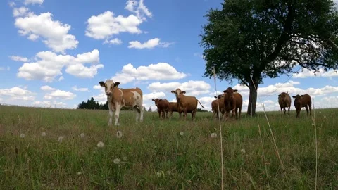 Cow and calf in the meadow mother cow nu... | Stock Video | Pond5