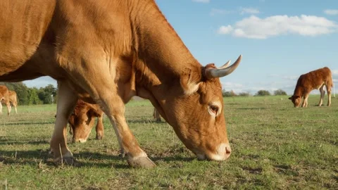 A cow and calves of a purebred French Li... | Stock Video | Pond5