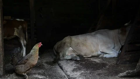 Livestock Shed Stock Videos – Royalty-Free HD & 4K Videos | Pond5