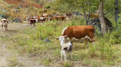 Cow Dog Stock Videos – Royalty-Free HD & 4K Videos