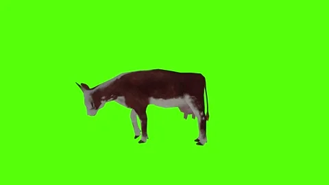 Cow Attack Green Screen Animation 4k Ren... | Stock Video | Pond5
