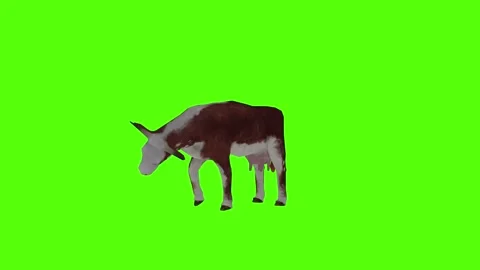Cow Attack Green Screen Animation 4k Ren... | Stock Video | Pond5