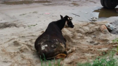Cow blocking the road in Kathmandu | Stock Video | Pond5