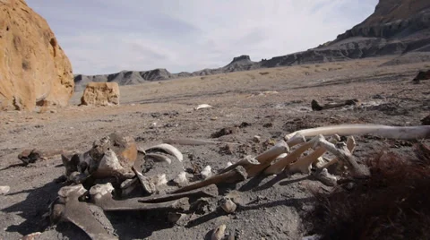 Cow Bones and Skull from Drought Famine ... | Stock Video | Pond5
