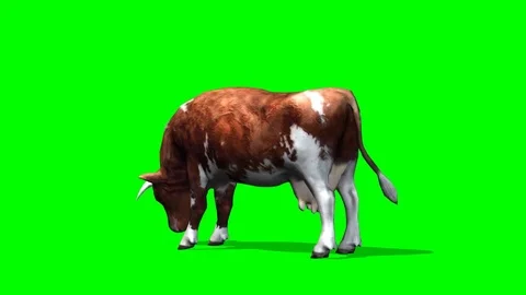 Cow Green Screen Stock Video Footage | Royalty Free Cow Green Screen ...
