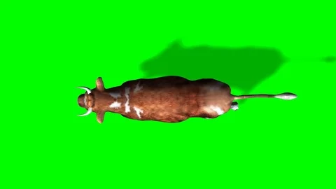 Cow - brown white cow in motion - isolat... | Stock Video | Pond5