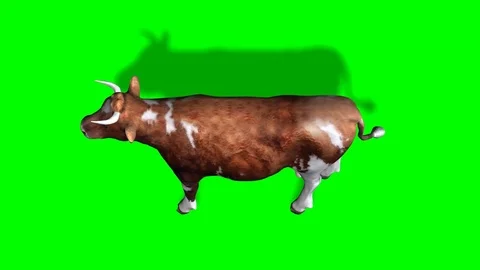 Green Screen Cow Stock Video Footage | Royalty Free Green Screen Cow ...