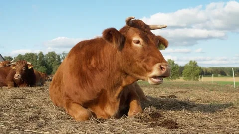 A cow with a cattle tag on its ear is ly... | Stock Video | Pond5