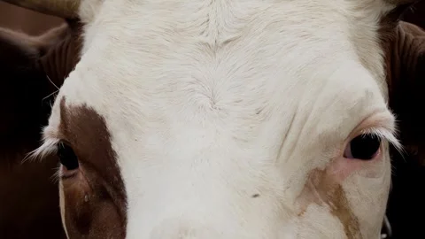 Cow Eyes